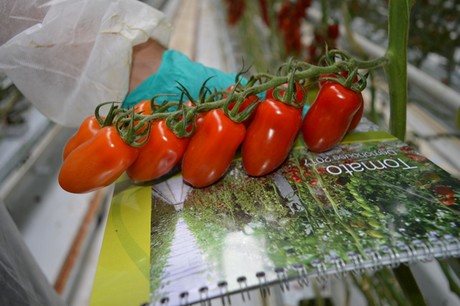 Syngenta expands tomato catalog in multiple segments