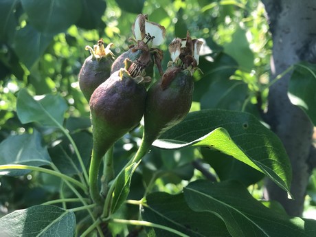 "We verwachten een verdubbeling van de QTee®-peer oogst”"