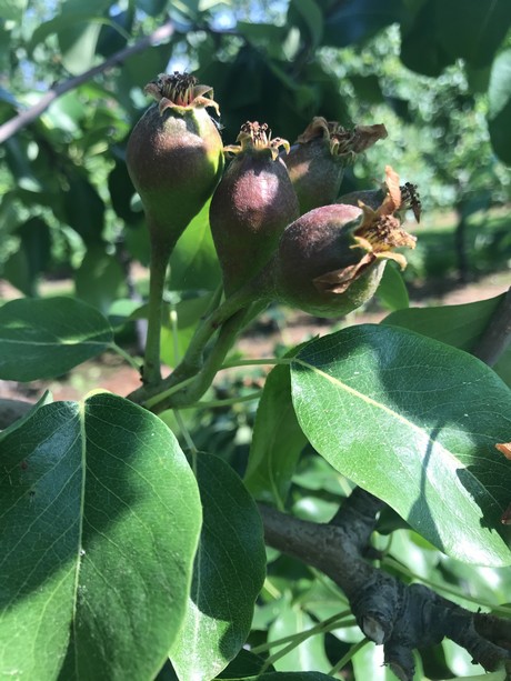 "We verwachten een verdubbeling van de QTee®-peer oogst”"